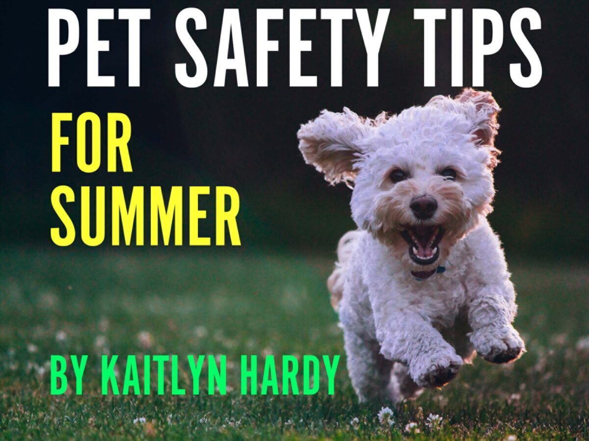 Summer Pet Safety Tips - Connect to Northern Westchester