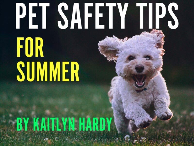Summer Pet Safety Tips - Connect to Northern Westchester